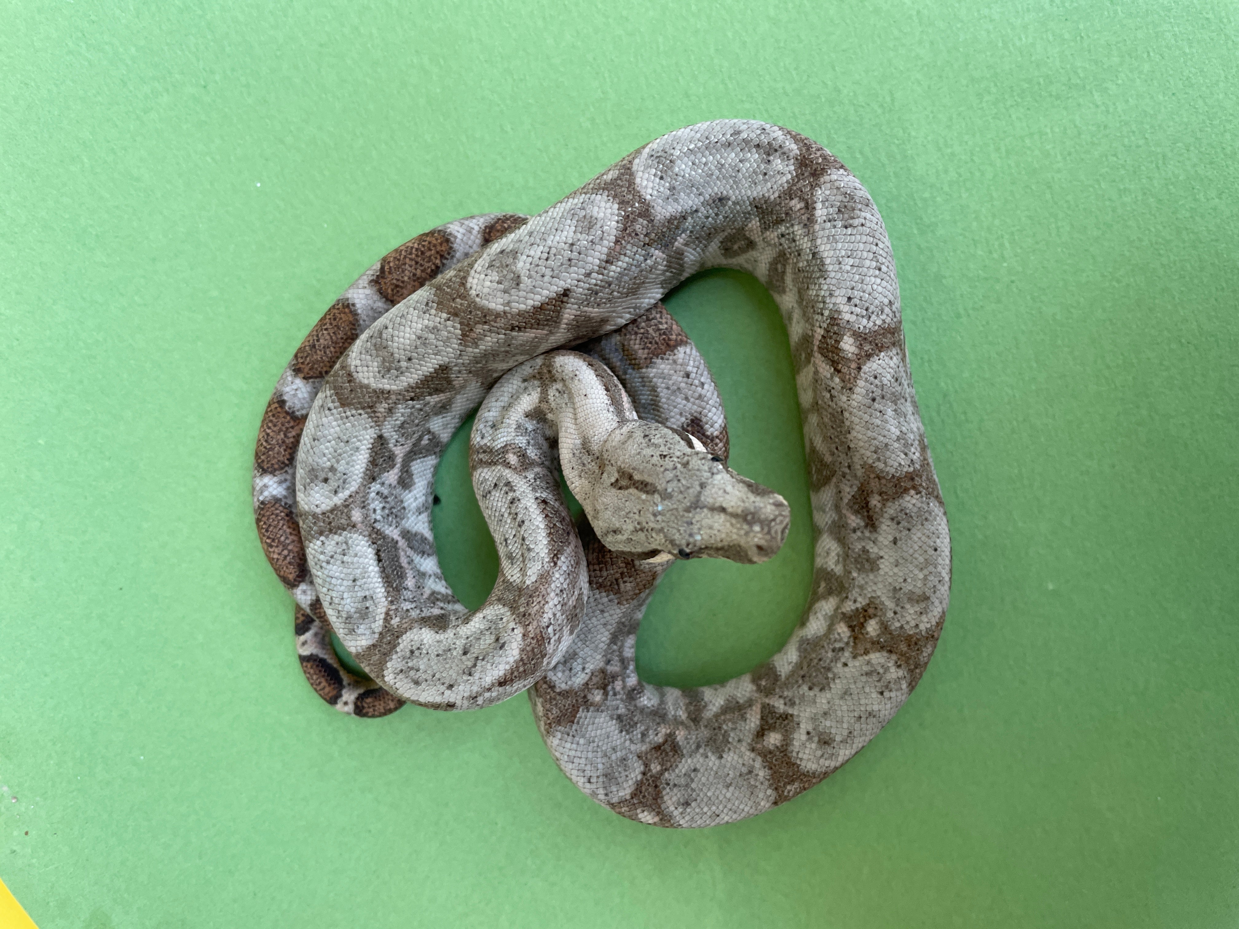 Sears HOG Island BOA (Female #6)